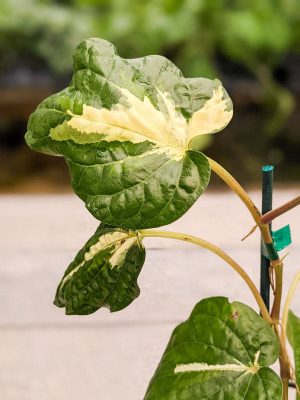 Piper Aurea Variegated (piper sp) (Actual Plant) – Kens Philodendrons