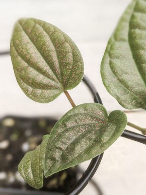 Pink Glitter Piper Plant (piper india) (Actual Plant) – Kens Philodendrons