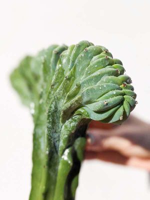 Stunning Blue Crest Cactus (myrtillocactus geometrizans cristata ...