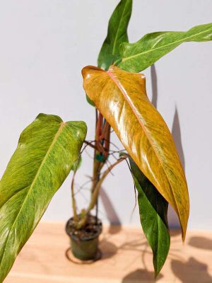 Lg. Philodendron Quad Color (Excellent Coloration) – Kens Philodendrons