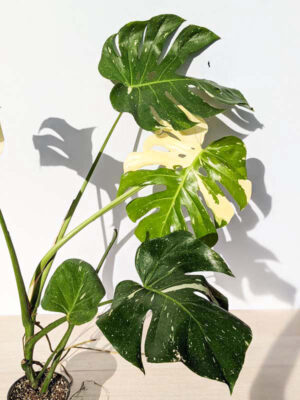 AA Lg. Monstera Deliciosa Cosmos Variegata Large Form (Actual Plant ...