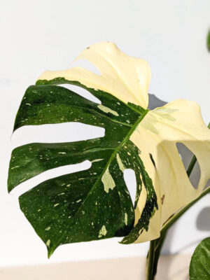 All Monstera – Kens Philodendrons