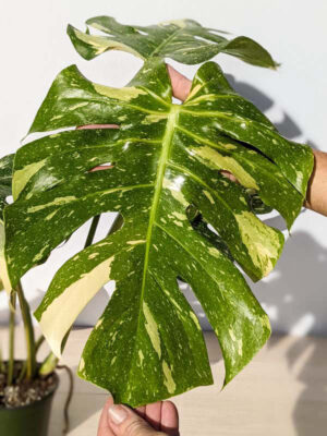 New Offering! Lg. Monstera Deliciosa Cosmos Variegata Large Form ...