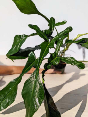 XL Mature Philodendron Joepii Plant (Actual Plant) – Kens Philodendrons