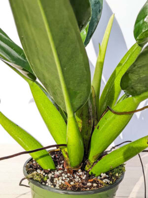 XL Mature Philodendron Martianum (Actual Plant) – Kens Philodendrons